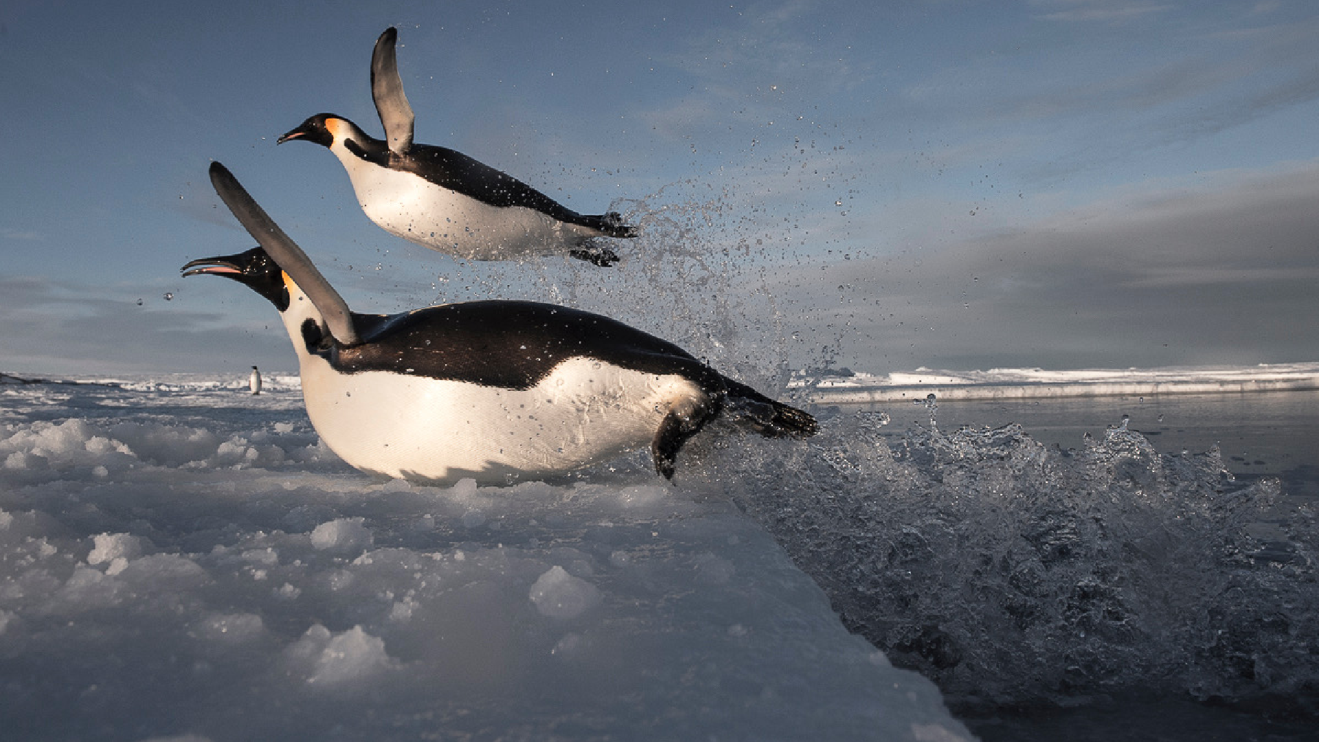 Apprendre, devenir un expert de la nature - Icebreaker Studios