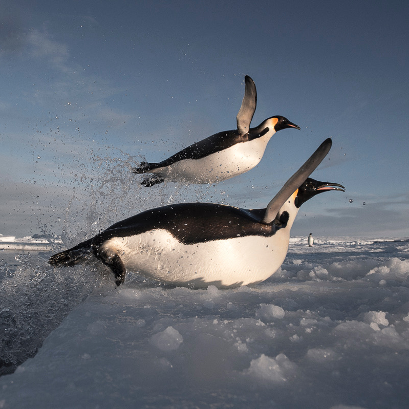 Icebreaker Studios : reconnecter l'Homme avec la Nature